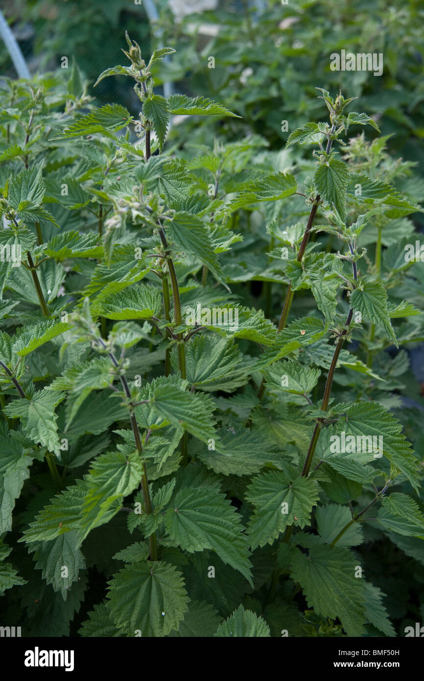 Comon weeds hi-res stock photography and images - Alamy