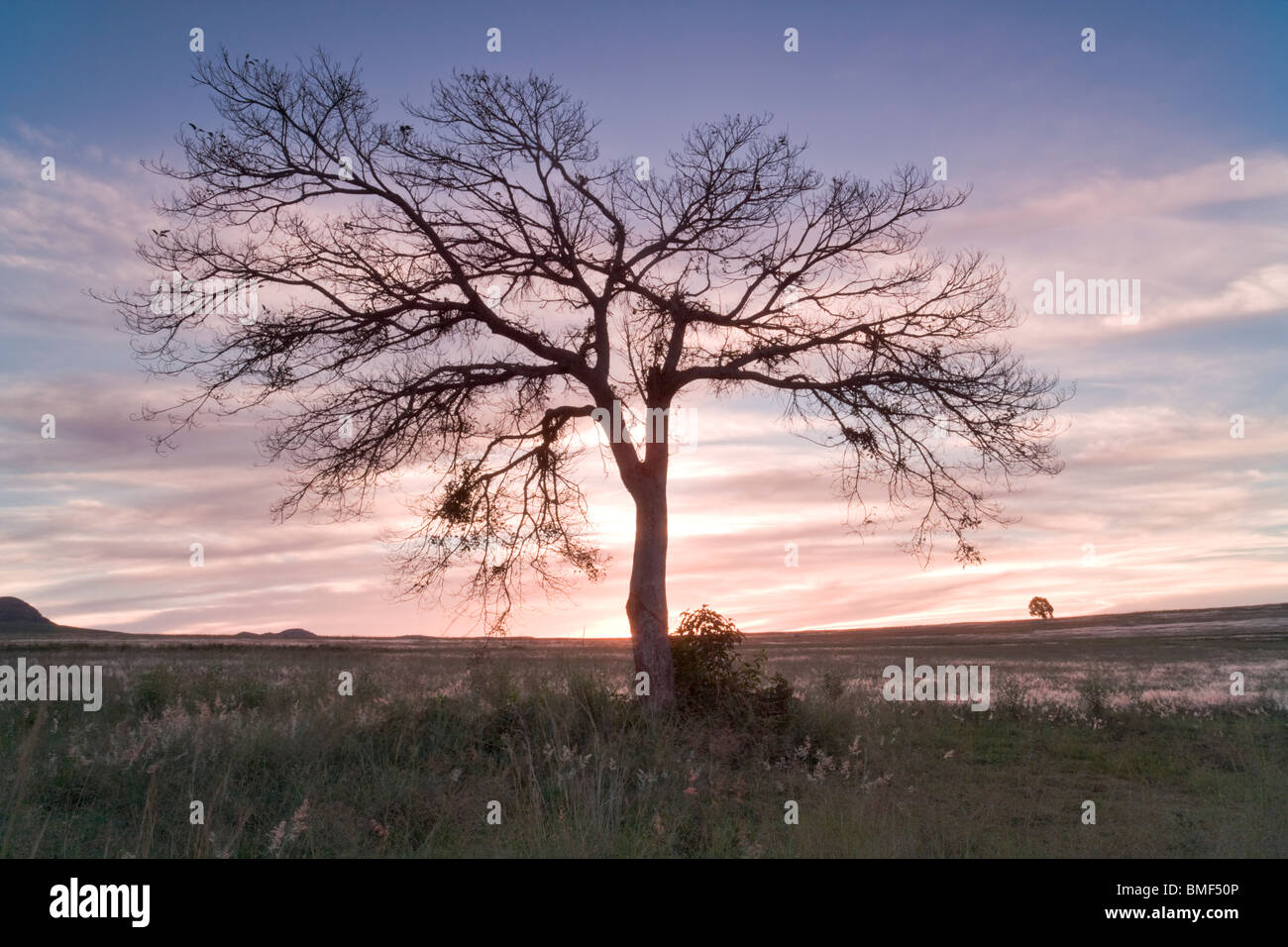 Lone Tree in the African Savannah Stock Photo - Alamy