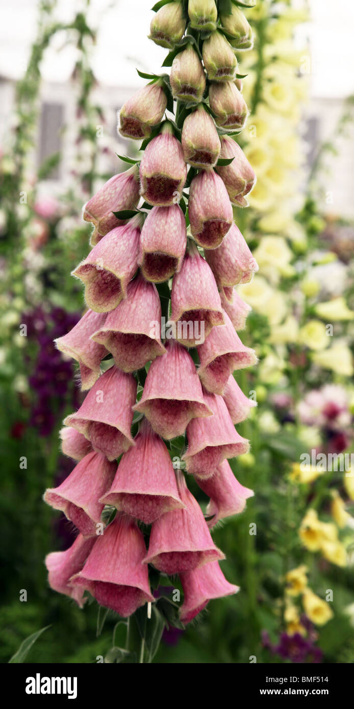 Digitalis x mertonensis hi-res stock photography and images - Alamy