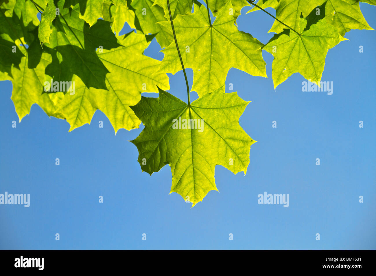 Young green maple tree leaves hi-res stock photography and images - Alamy
