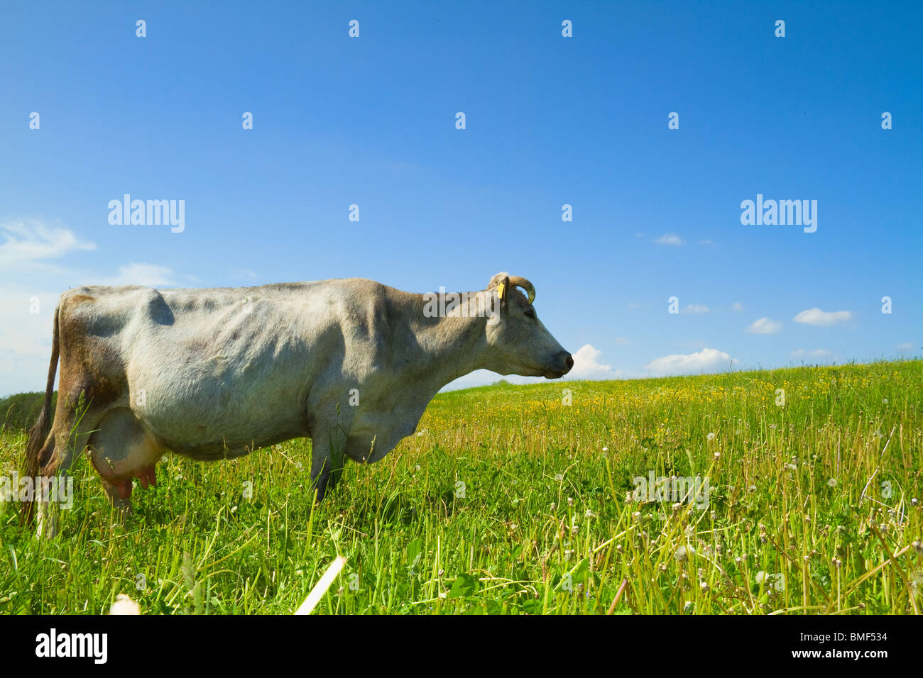 cow on meadow Stock Photo - Alamy