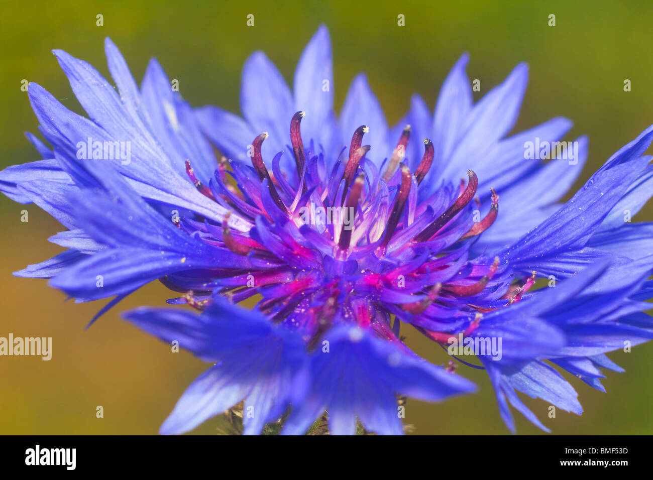 Flower cornflower hi-res stock photography and images - Alamy