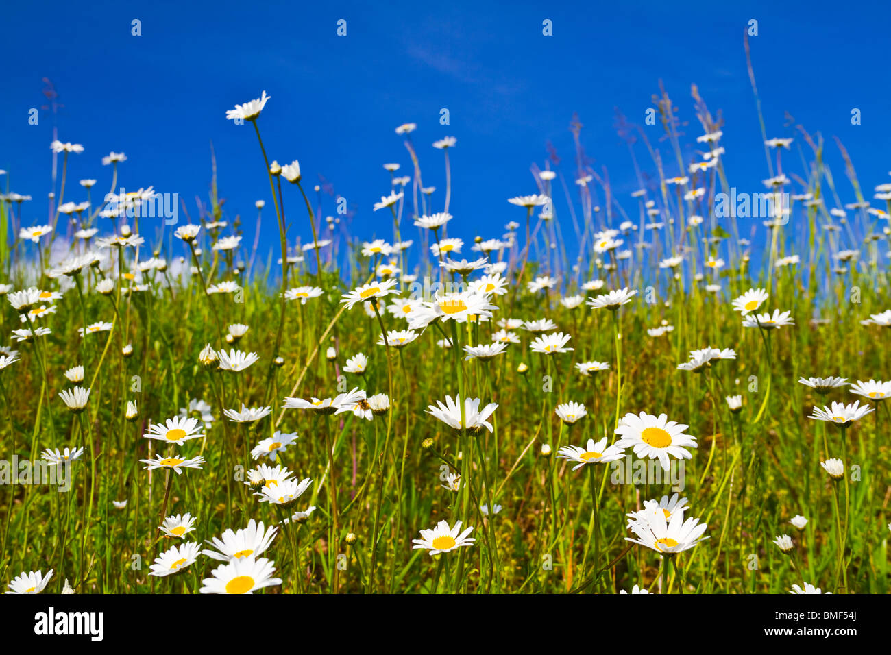 daisies in the field Stock Photo - Alamy