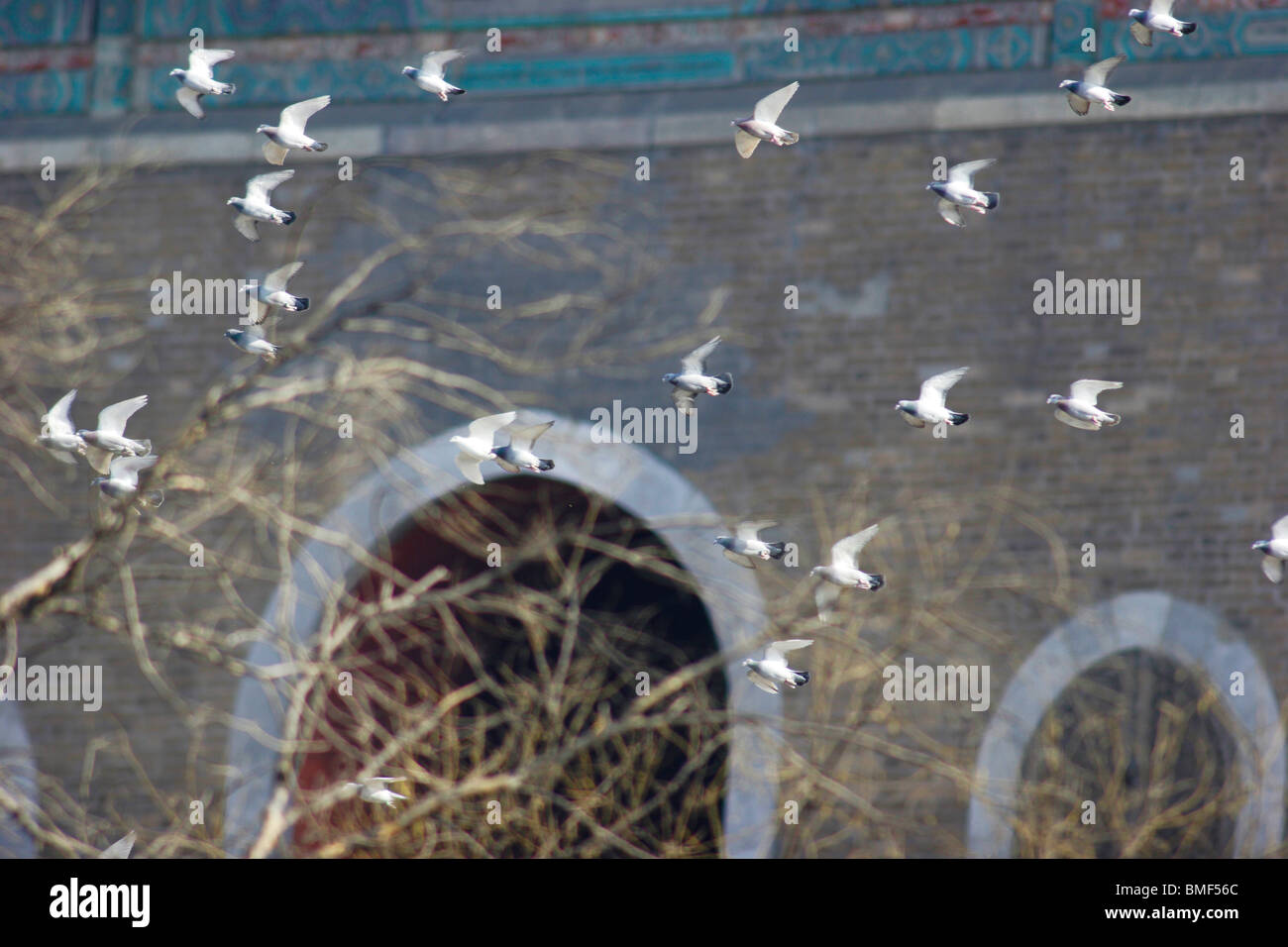 Birds flying in front of Bell Tower, Beijing, China Stock Photo - Alamy