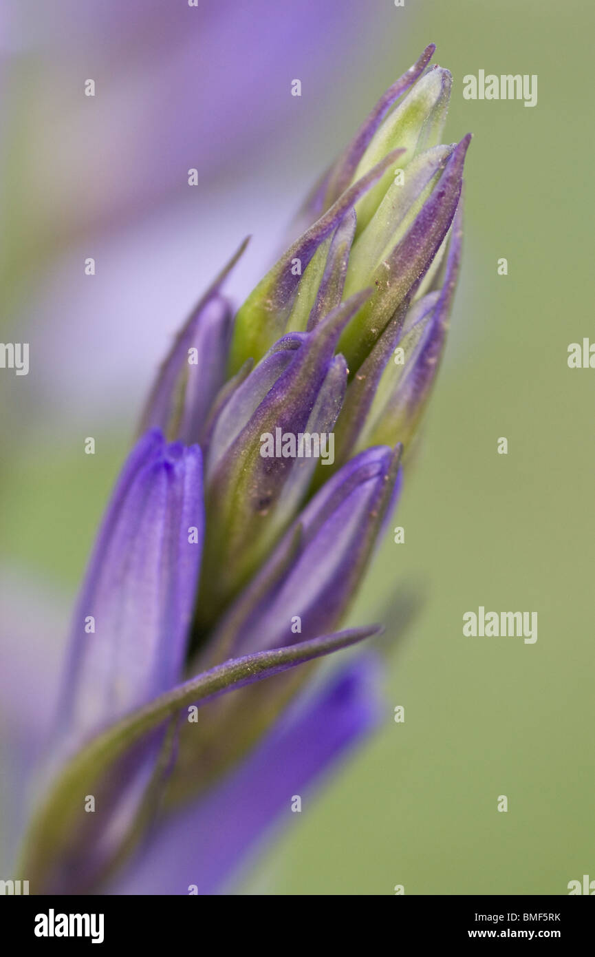 Bluebell flower buds hi-res stock photography and images - Alamy