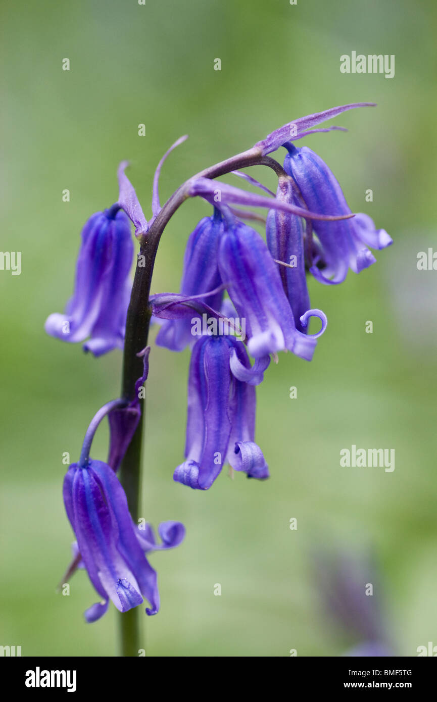 A Bluebell plant in flower. Typical arch of the stem and bell shaped ...