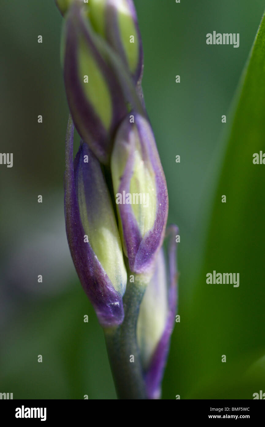 Pale blue bluebell flowers hi-res stock photography and images - Alamy