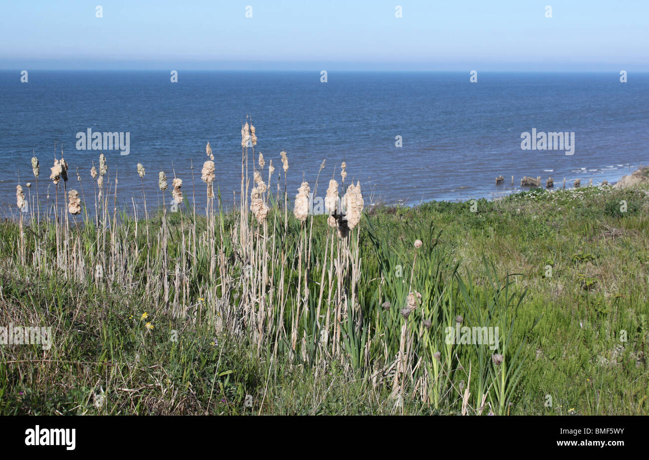 Rushes growing on the cliff face above the beach at Trimmingham, Nr ...