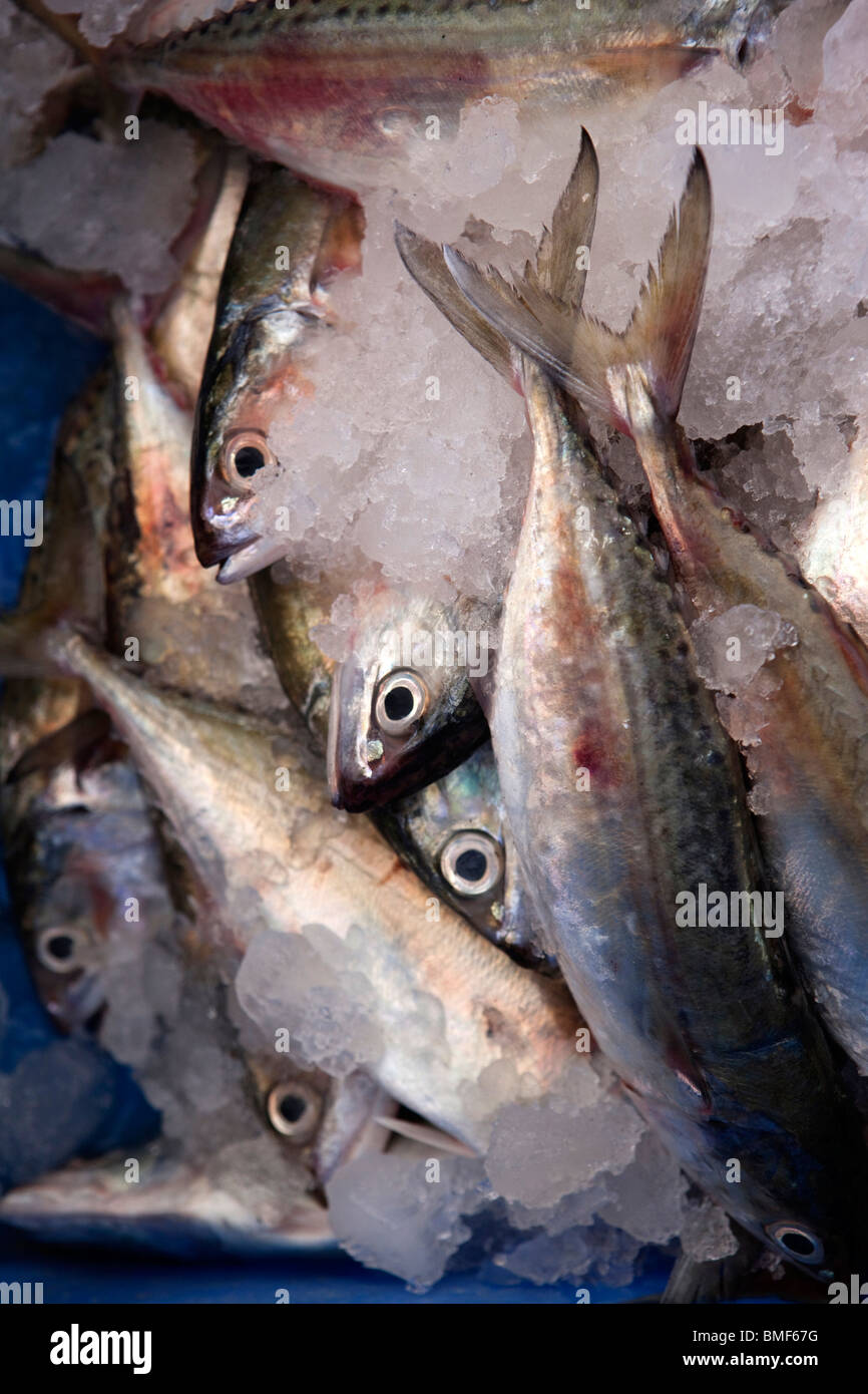 Fishing Industry In Kerala