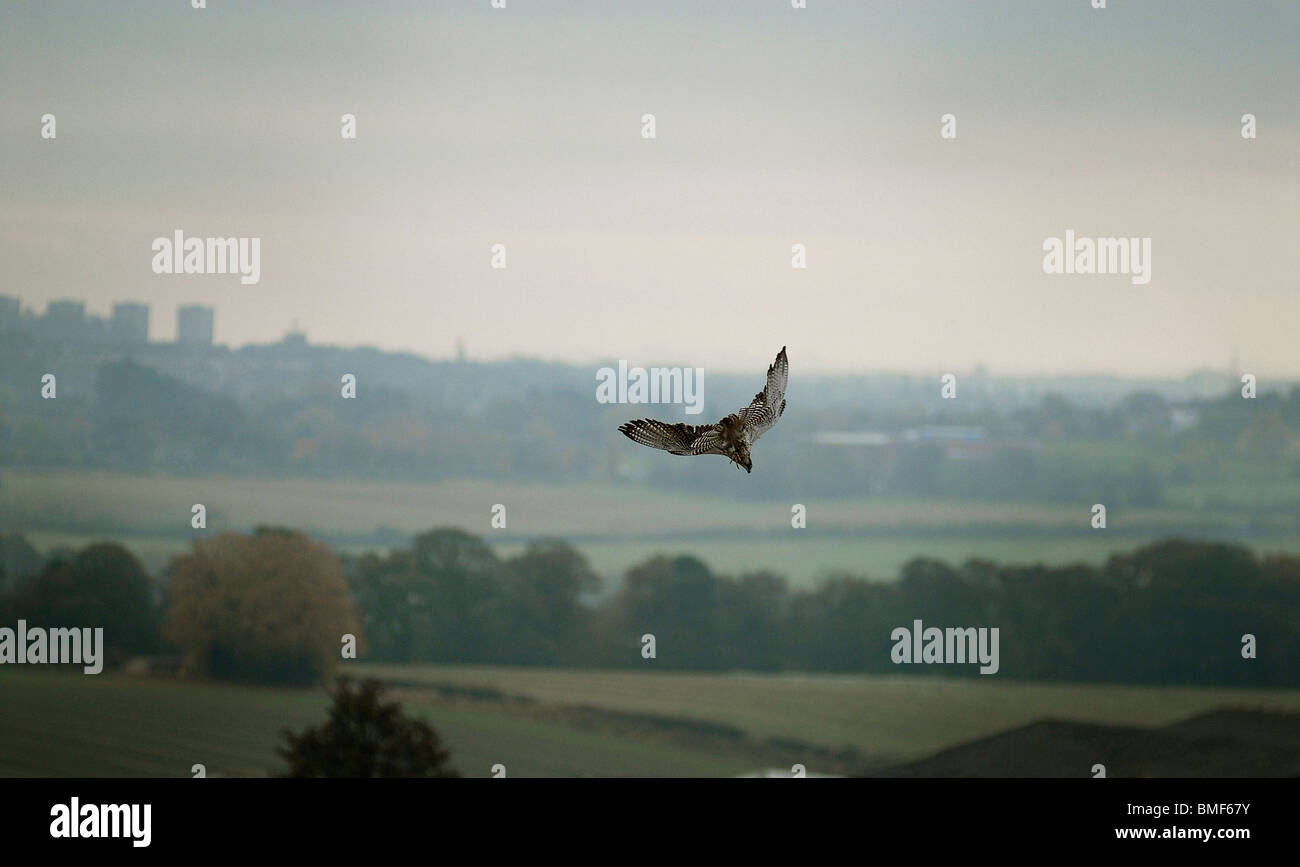 Swooping falcon hi-res stock photography and images - Alamy