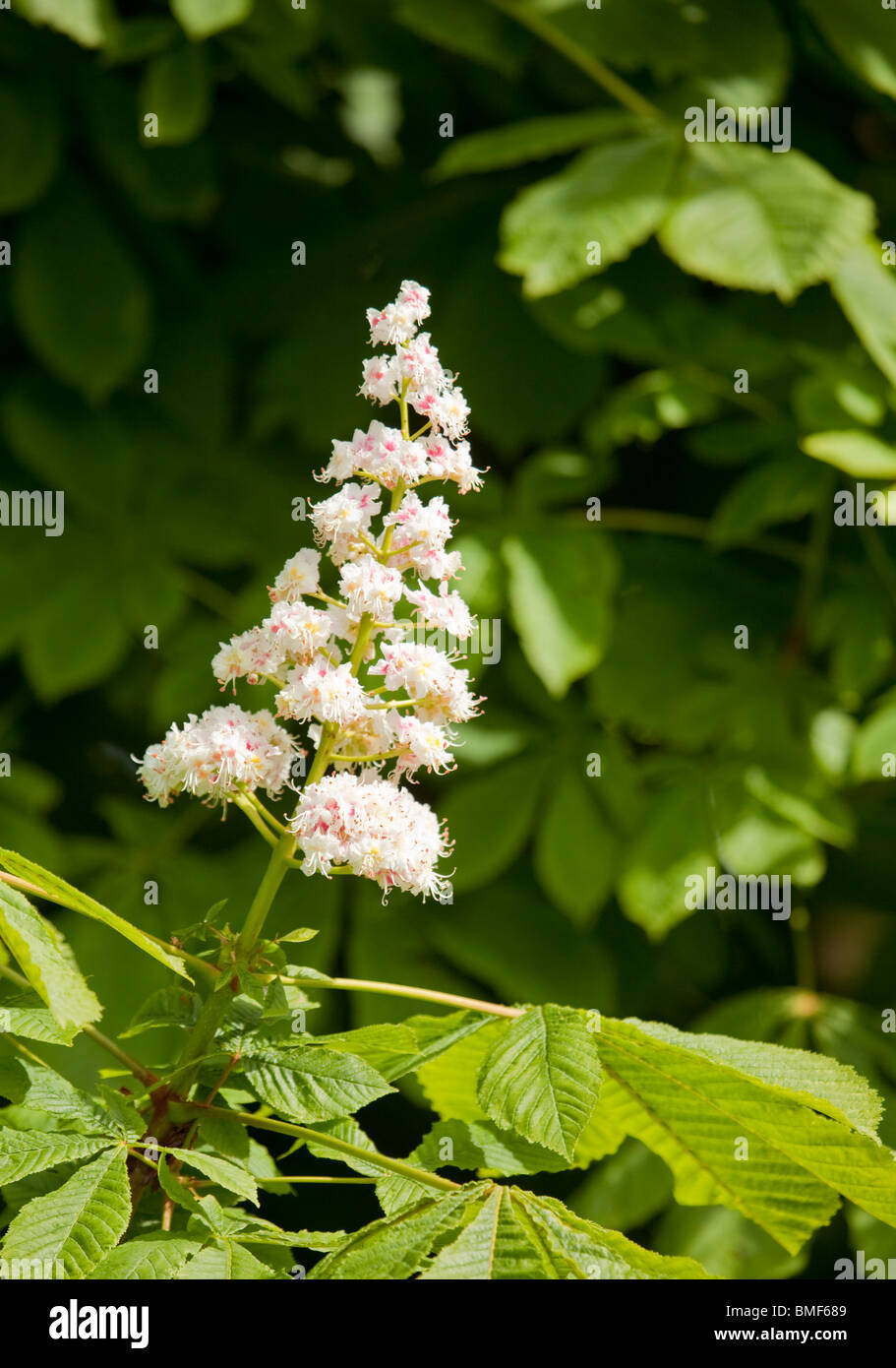 Horse Chestnut panicle / raceme / blossom with leaves, photographed in ...