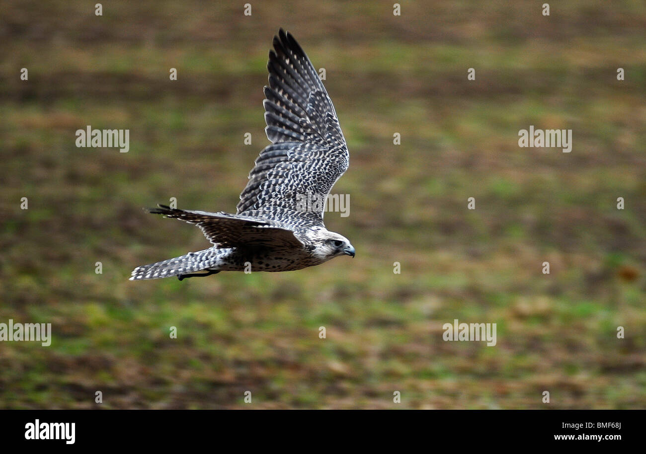 Swooping falcon hi-res stock photography and images - Alamy