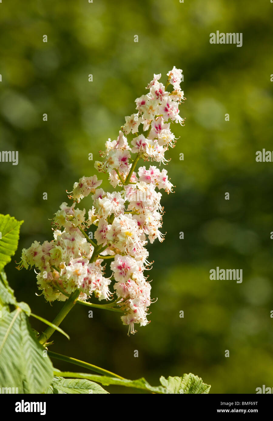 Blossom panicle hi-res stock photography and images - Alamy