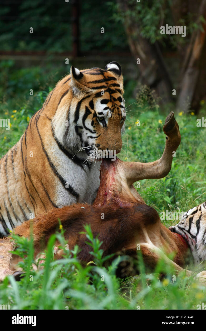 Siberian Tigers Diet