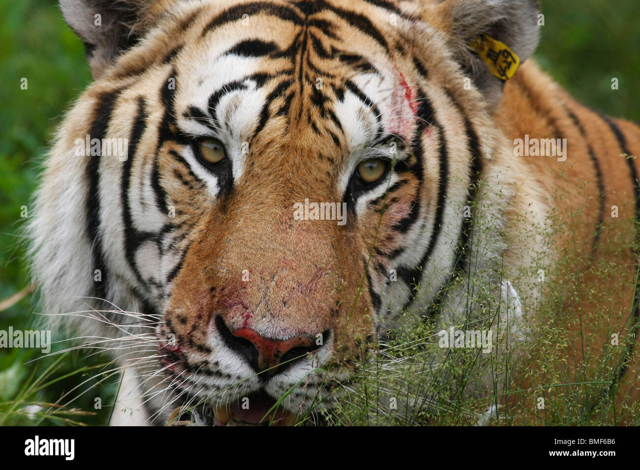 Close-up of tiger, Hengdaohezi Siberian Tiger Park, Hailin, Mudanjiang ...