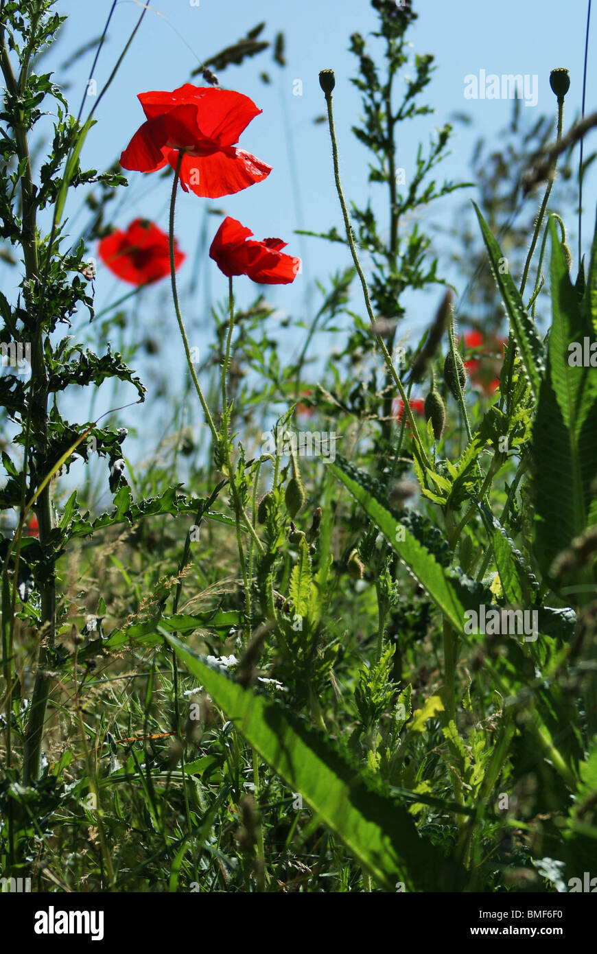Poppies in french prairies Stock Photo - Alamy