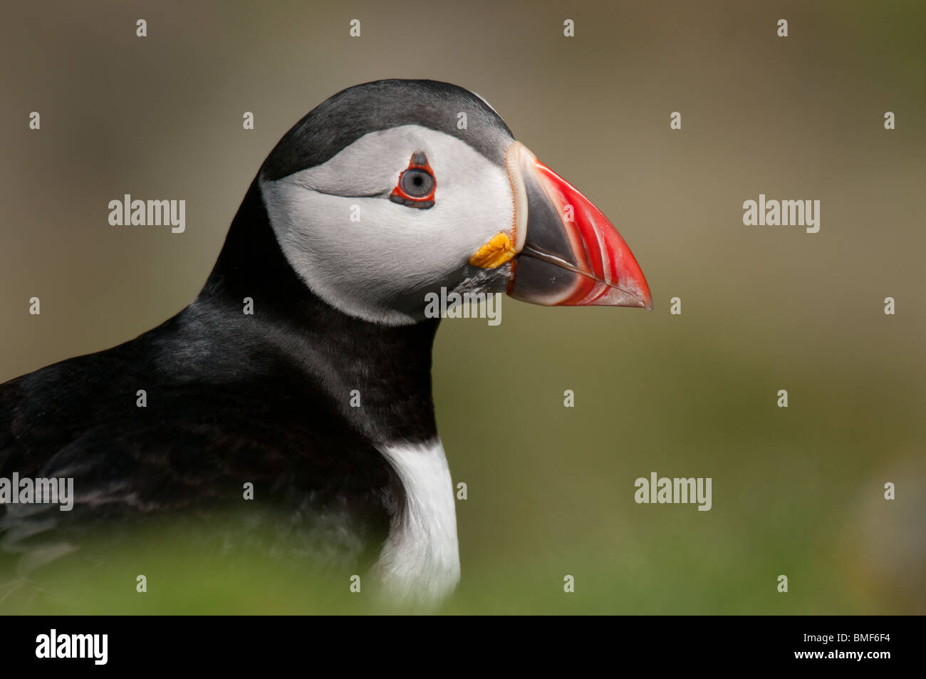 Puffin close up Stock Photo - Alamy