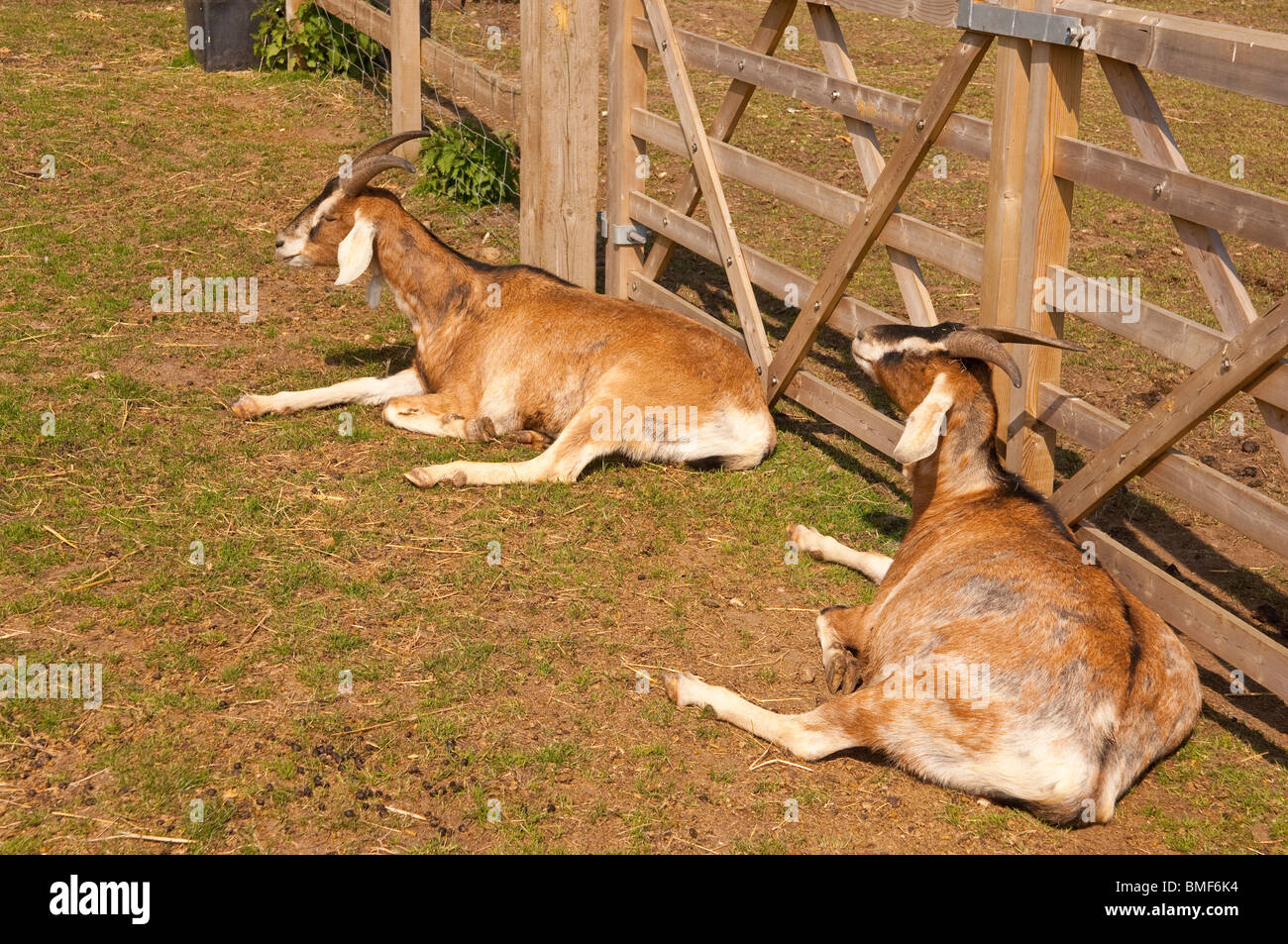Goats at Easton Farm Park in Easton , Woodbridge , Suffolk , England ...