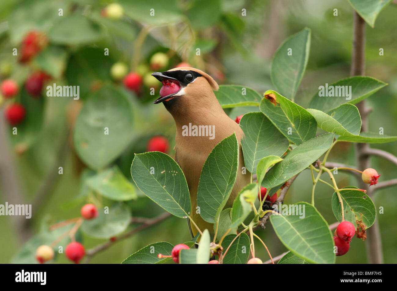 Serviceberry hi-res stock photography and images - Alamy