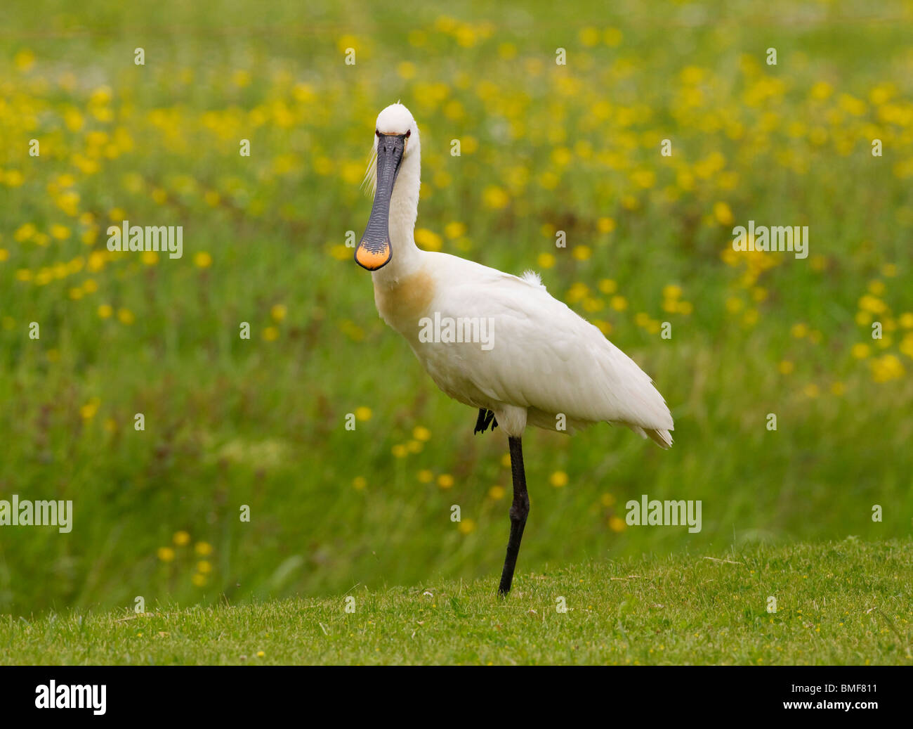 eurasian spoonbill (Platalea leucorodia) adult standing on one leg in a ...