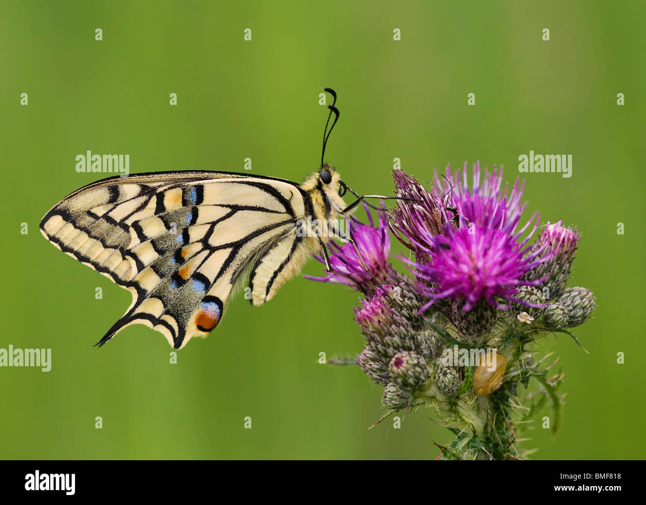 Papilio Machaon Britannicus High Resolution Stock Photography and ...