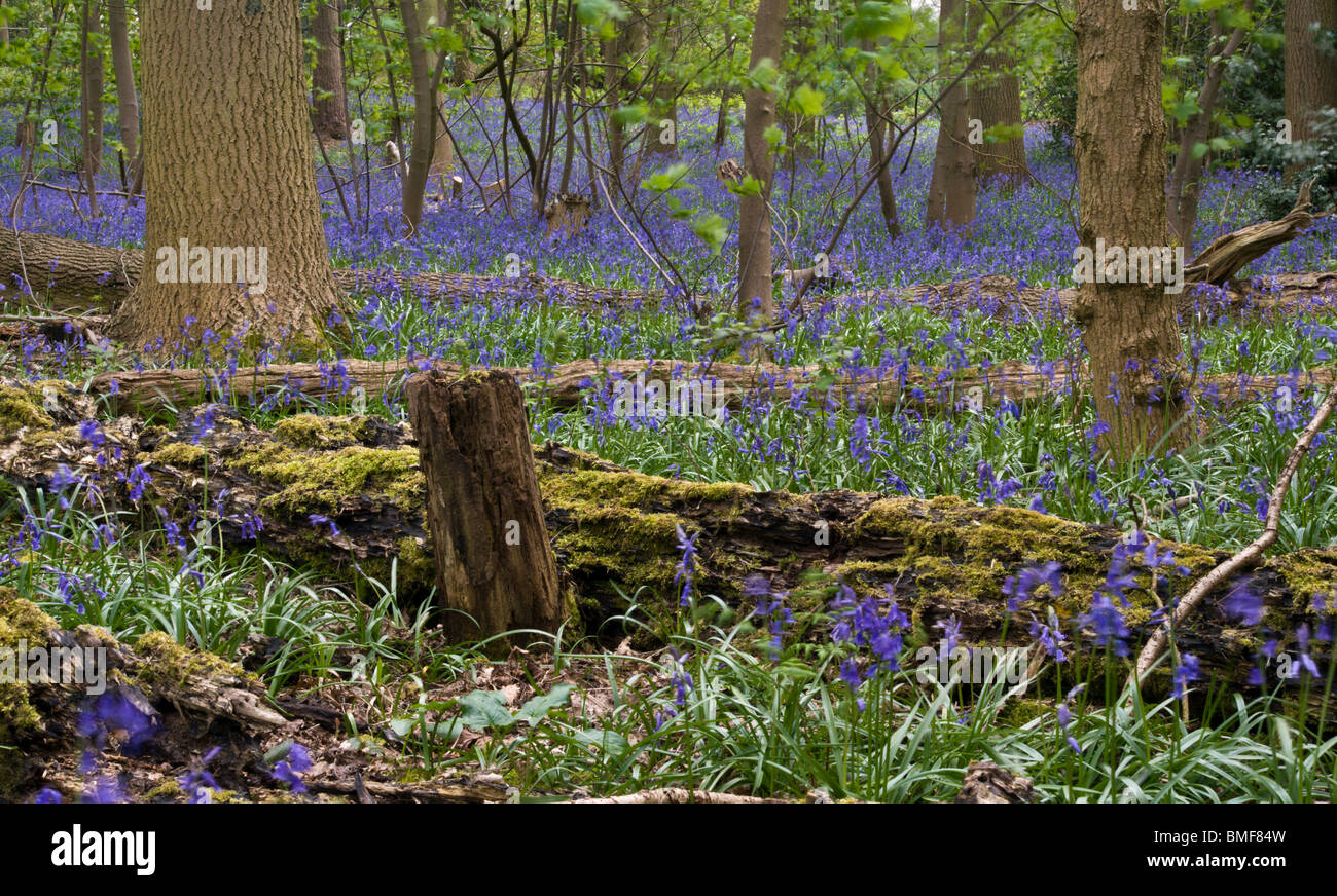 Bluebell woodland with dead fallen trees Stock Photo - Alamy