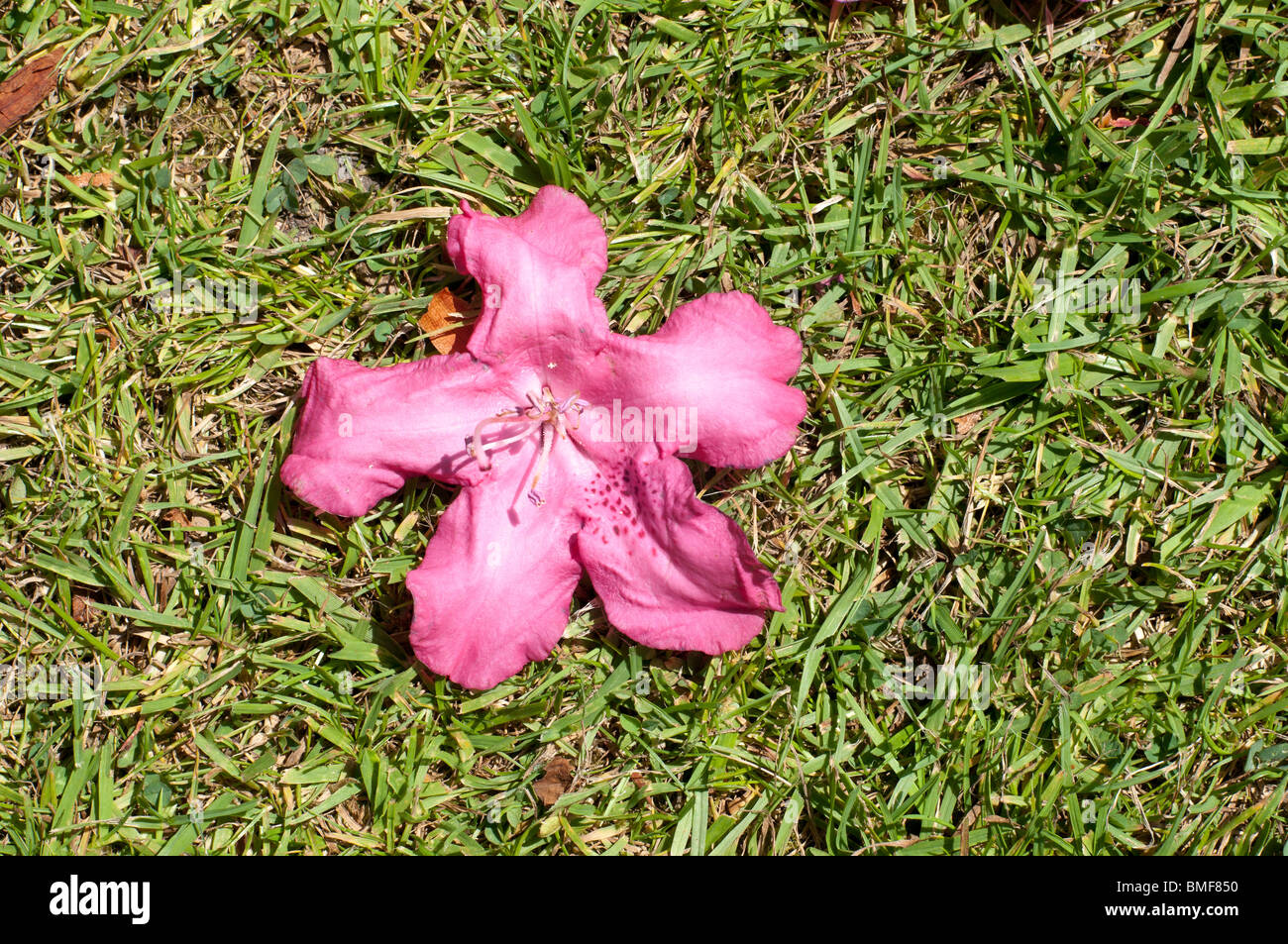 Fallen detail hi-res stock photography and images - Alamy