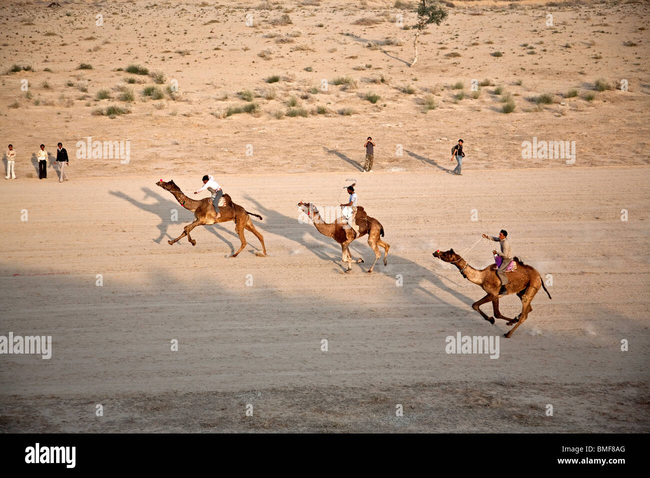 Camel race hi-res stock photography and images - Alamy