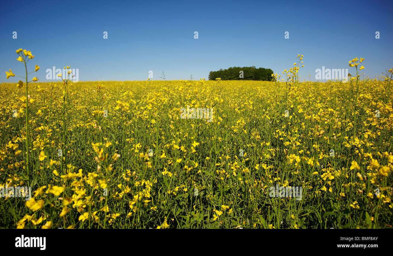 Field of yellow rape seed Stock Photo - Alamy