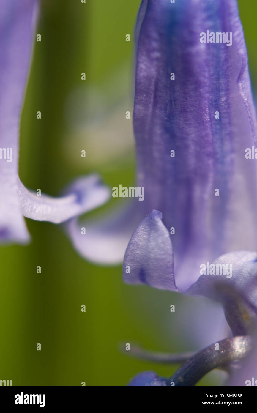 Extreme close up of a bluebell flower Stock Photo - Alamy