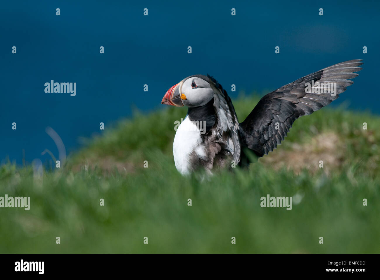 Flapping flap wings hi-res stock photography and images - Alamy