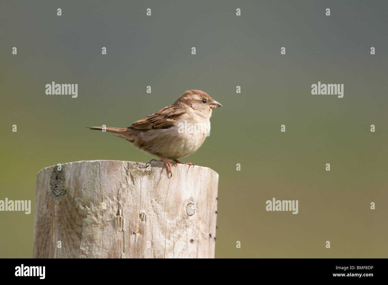 Juvenile house sparrow hi-res stock photography and images - Alamy