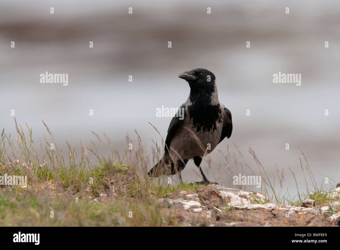 Grass perch hi-res stock photography and images - Alamy