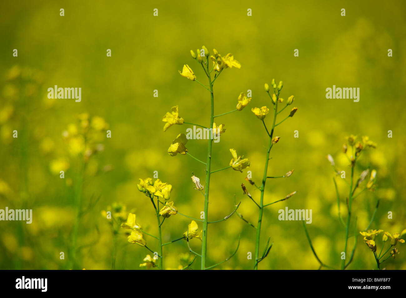 Field of yellow rape seed Stock Photo - Alamy