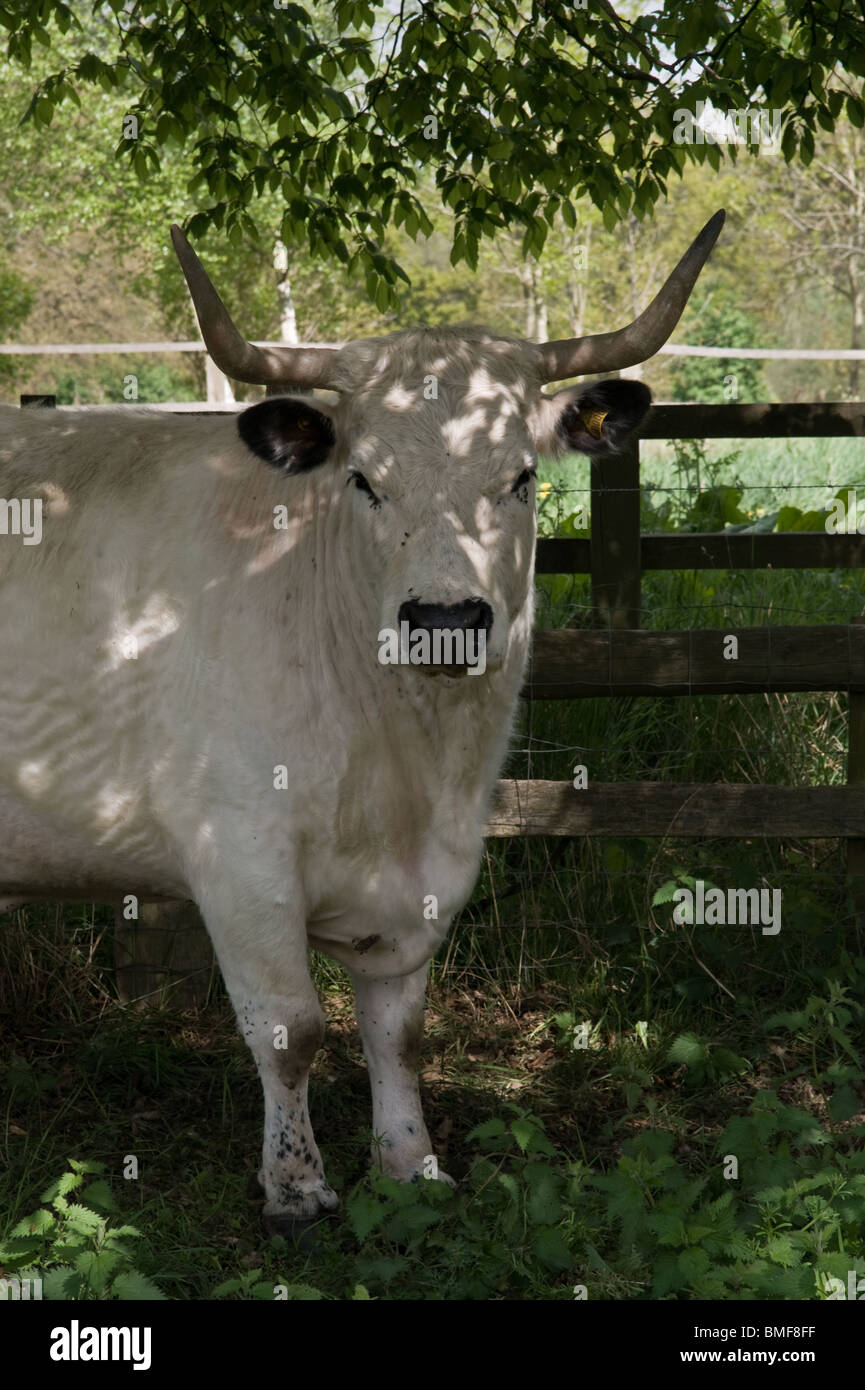 A White Park Cattle cow in the shade of a tree Stock Photo - Alamy