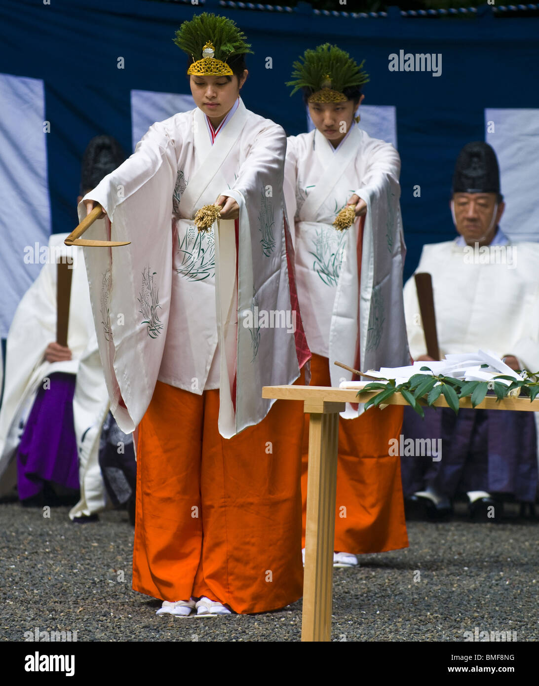 Kyoto, OCT 25: a participants on the rice harvest ceremony held on ...