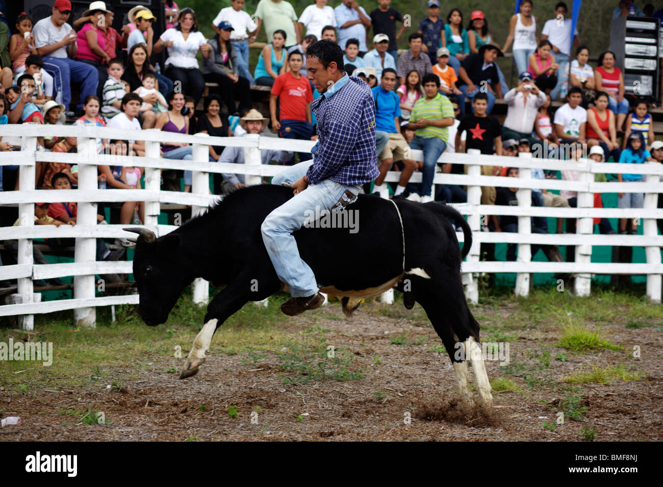 Bull rider cowboy rides bull hi-res stock photography and images - Alamy
