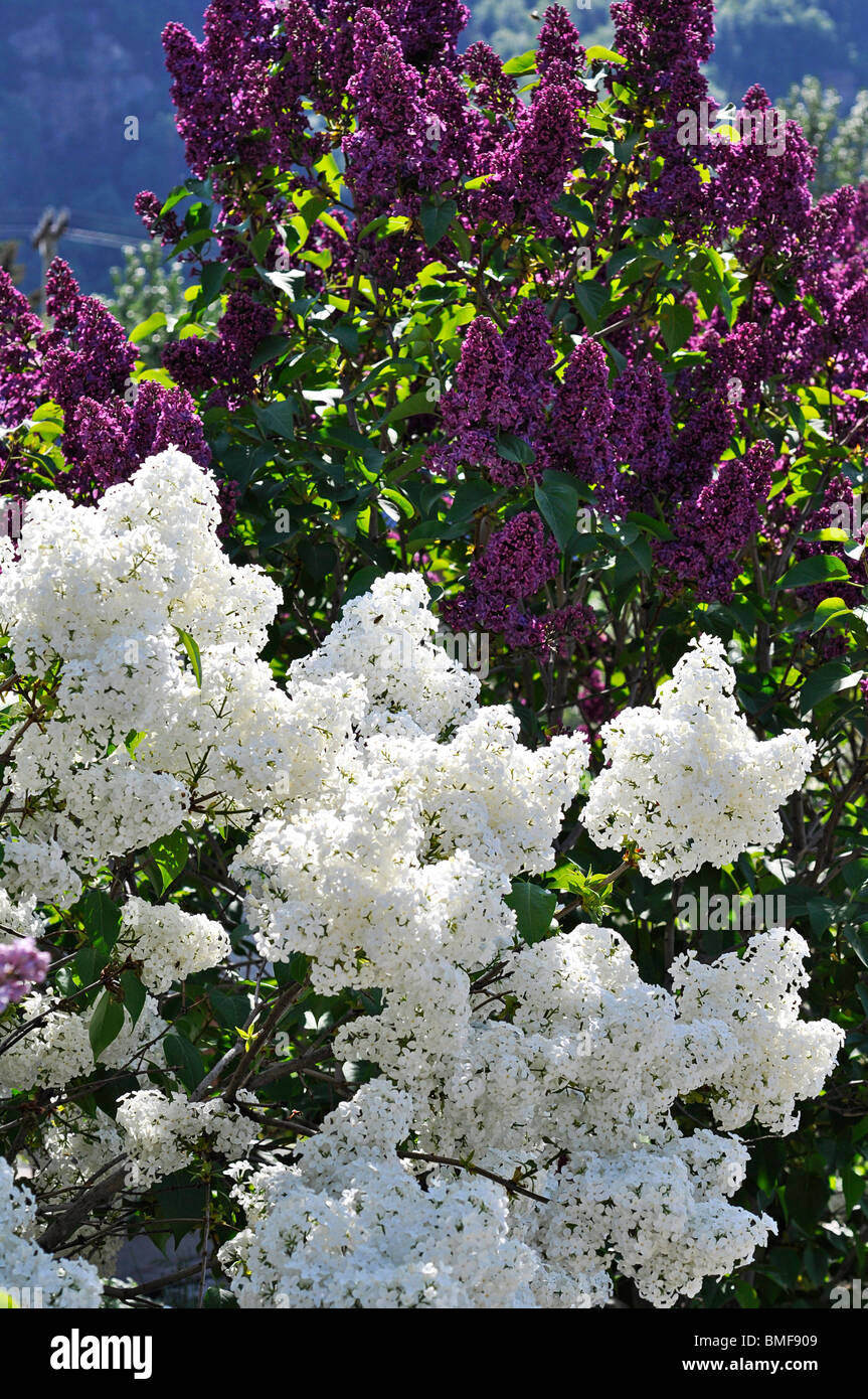 Syringa vulgaris hi-res stock photography and images - Alamy