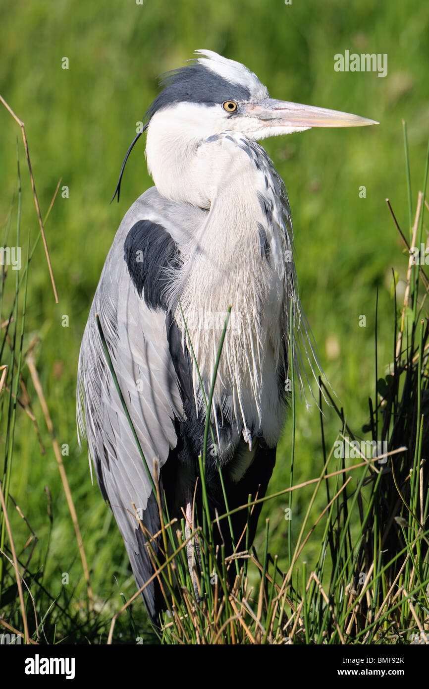 Juvenile Grey Heron (ardea cinerea) resting on one leg in a reed bed on ...