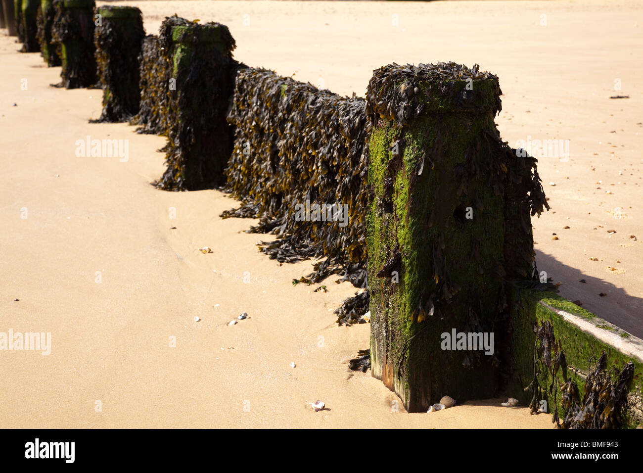Timber coastal groyne hi-res stock photography and images - Alamy