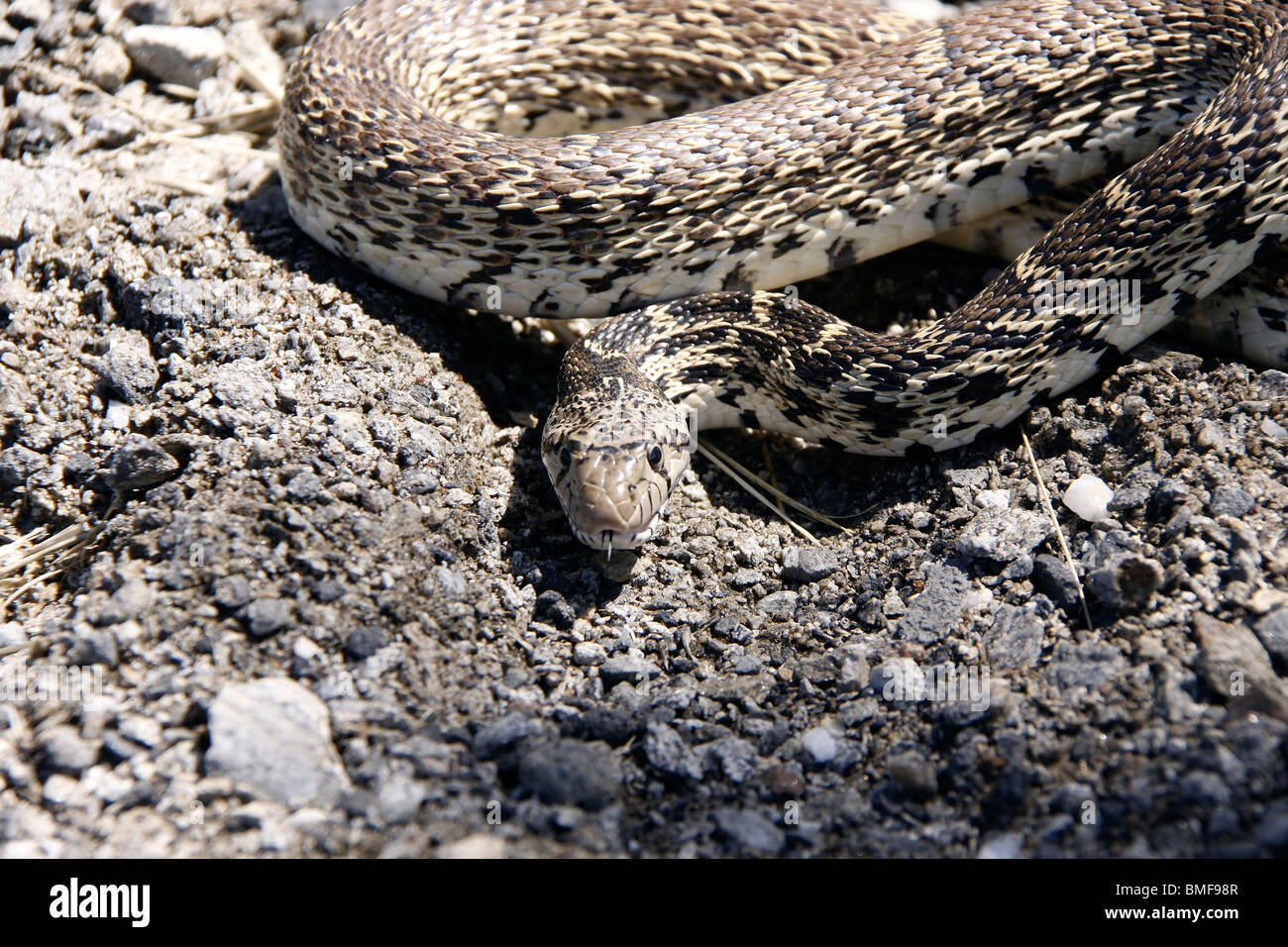 Close up of an agitated Bull Snake Stock Photo - Alamy