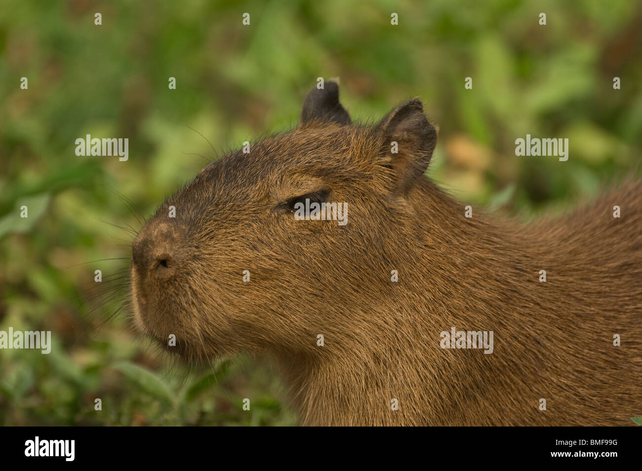 Wet capybara hi-res stock photography and images - Alamy