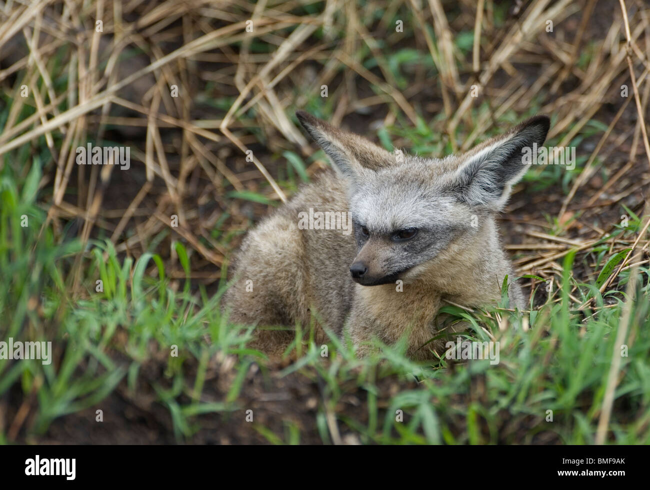 Fox lying down hi-res stock photography and images - Alamy