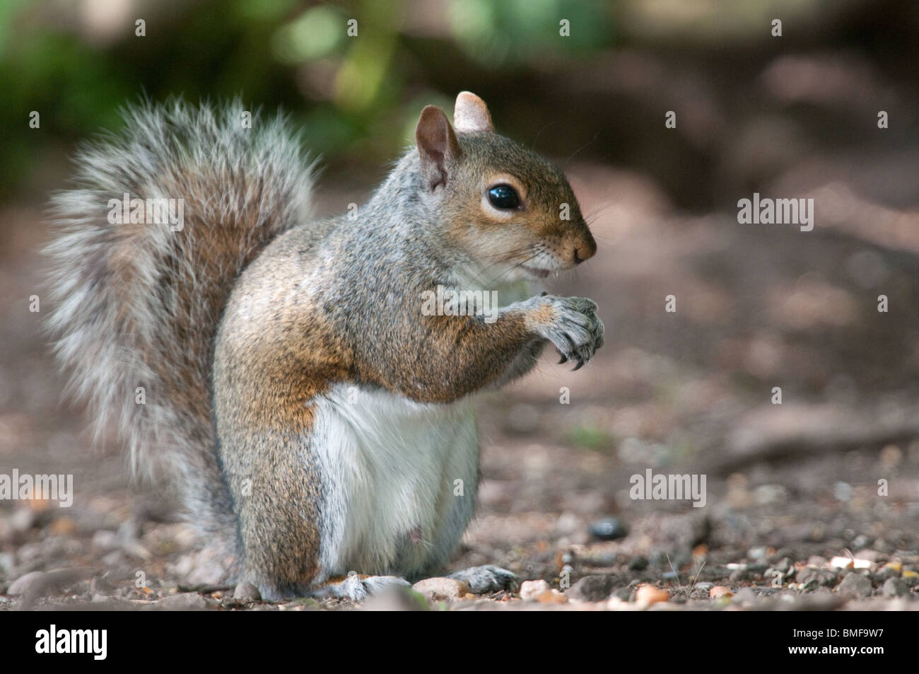 Grey squirrel eating nut Stock Photo - Alamy
