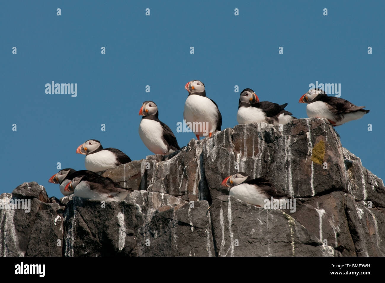 Group of puffins hi-res stock photography and images - Alamy