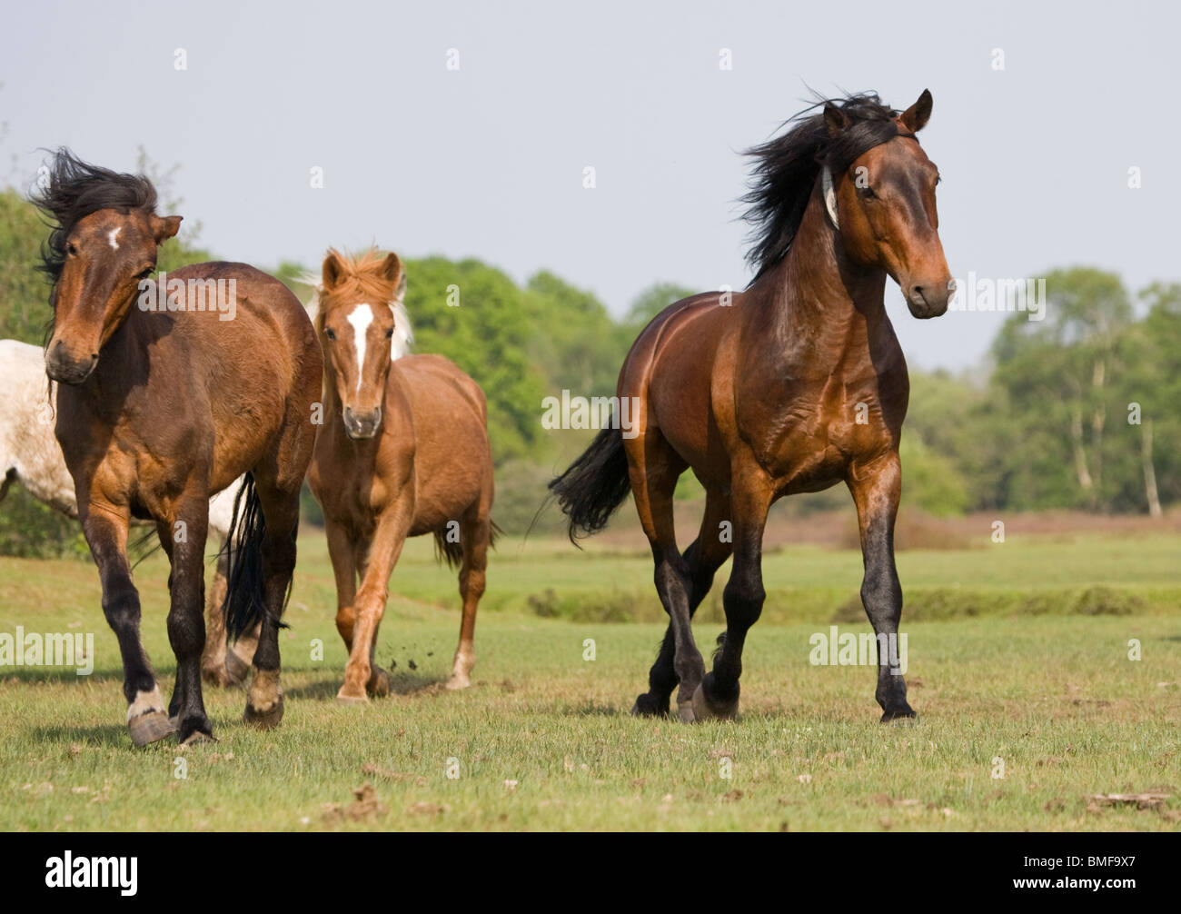 New Forest ponies wild England English Hampshire Stock Photo - Alamy