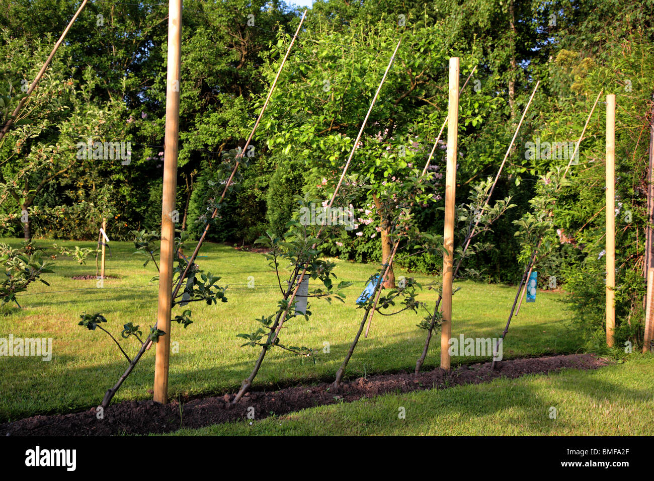 Cordon apples hi-res stock photography and images - Alamy