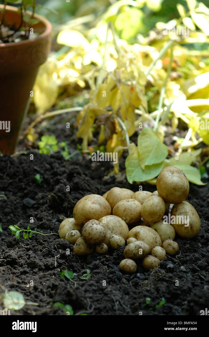 Freshly dug first early potatoes Stock Photo - Alamy