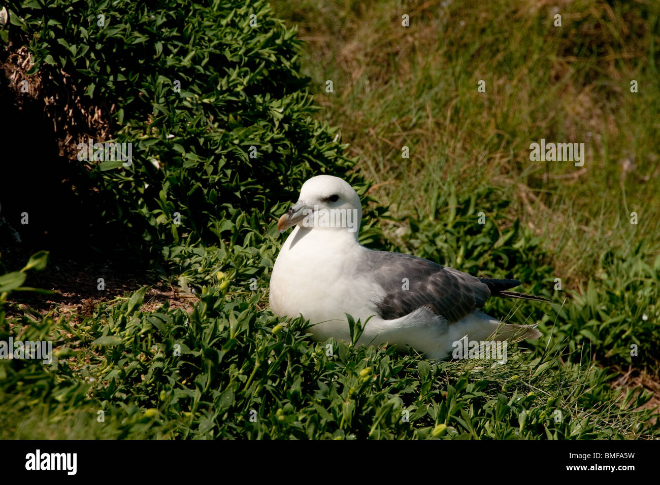 Sit nest hi-res stock photography and images - Alamy