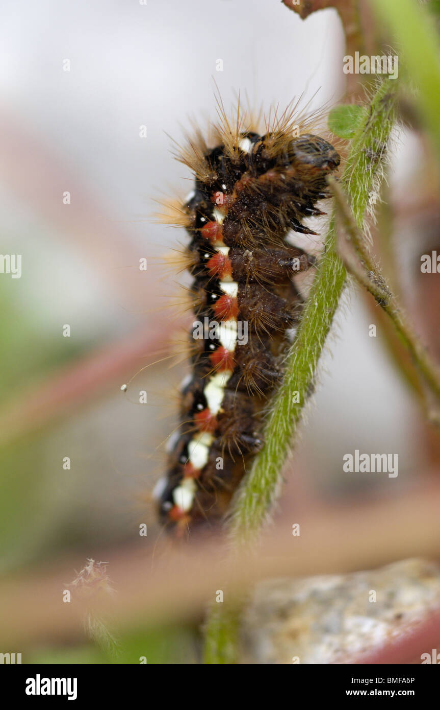 Caterpillar caterpiller hi-res stock photography and images - Alamy
